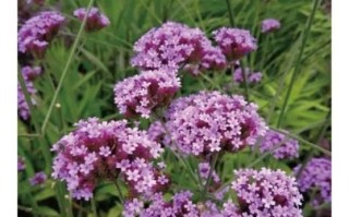 马鞭草科有哪些常见植物_马鞭草科花期多长