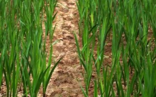 地理蒜是什么_地理蒜产地在哪里