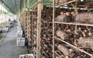 香菇种植技术培训哪里好_如何选择靠谱机构