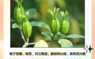 栀子泡水喝的功效与作用_栀子对肝脏的副作用