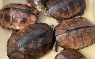 金钱龟的功效与作用_金钱龟怎么吃效果最好