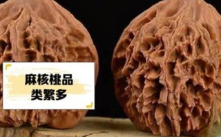 麻核桃品种有哪些_麻核桃品种怎么区分