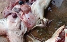 青蛙养殖赚钱吗_青蛙养殖成本利润分析