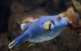 河豚毒素1克多少钱_河豚毒素价格查询