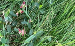 热带季风气候适合种什么农作物_热带季风气候特点有哪些