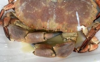 面包蟹怎么蒸好吃_面包蟹蒸多久才鲜嫩