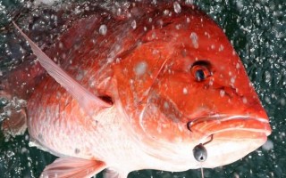 大红鱼图片高清_大红鱼图片怎么拍