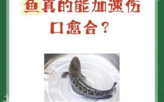 术后吃黑鱼最佳时间_黑鱼术后第几天能吃