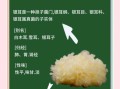 白木耳怎么泡发_白木耳的做法大全