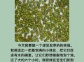 绿豆发芽观察日记5天_绿豆发芽需要几天