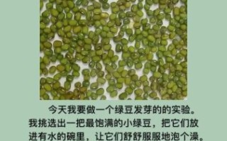绿豆发芽观察日记5天_绿豆发芽需要几天