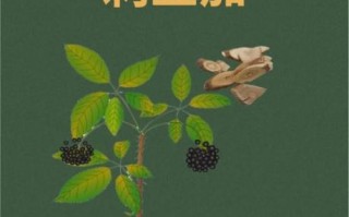 刺五加籽的功效与作用_刺五加籽的禁忌有哪些