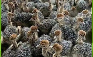 鸵鸟养殖基地怎么选_鸵鸟苗多少钱一只