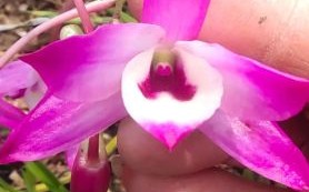 金钗石斛花怎么吃_金钗石斛花功效与禁忌