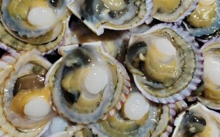 扇贝好黑_扇贝发黑还能吃吗