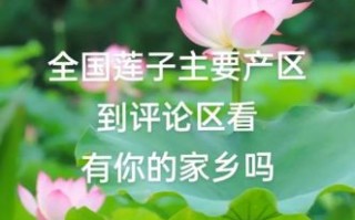 莲子产地哪里最正宗_莲子产地排行榜