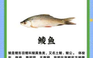 鲮鱼是海鱼还是淡水鱼_鲮鱼适合在哪些水域生存