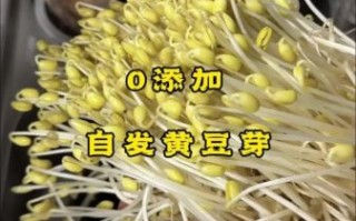 黄豆芽怎么发_黄豆芽发芽最快的方法