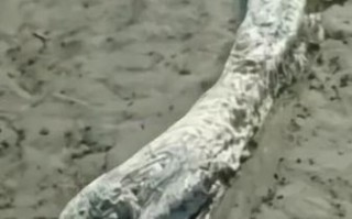 营口坠龙真相_营口坠龙事件是真的吗