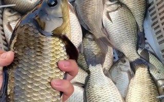 鲫鱼图片大全大图_高清鲫鱼照片怎么拍