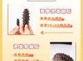 干海参花怎样泡发最好_海参花泡发时间多久