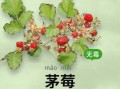 茅莓长什么样_茅莓和覆盆子区别