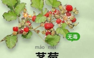 茅莓长什么样_茅莓和覆盆子区别