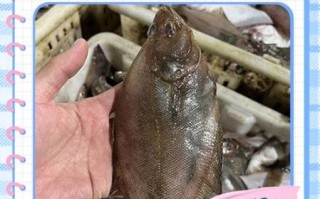 偏口鱼怎么做好吃_偏口鱼做法全程视频