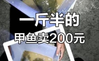 野生甲鱼多少钱一斤_野生甲鱼价格为什么差距大