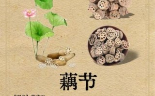 藕节的功效与作用_藕节主治哪些疾病