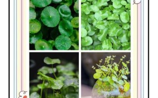 金钱草和铜钱草的区别_哪个更适合室内养