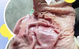 猪肚怎么洗才干净_猪肚清洗的正确方法