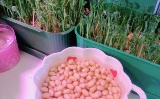 黄豆芽怎么发最快_生黄豆芽简易新方法窍门