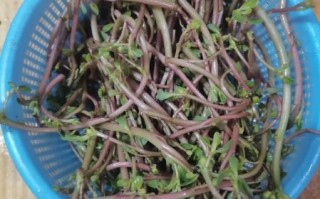 马齿苋煎饼怎么做_马齿苋煎饼的家常做法