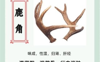 鹿角胶的功效与作用_鹿角胶适合哪些人吃