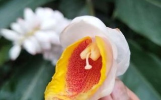 豆蔻花的花语是什么_豆蔻花怎么养