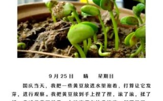 黄豆发芽需要几天_黄豆生长观察日记怎么写