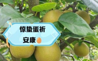 惊蛰吃什么传统食物_惊蛰饮食习俗有哪些