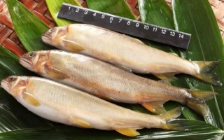 海香鱼是什么鱼_海香鱼怎么做好吃