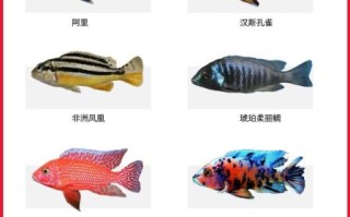 鱼图片大全大图及名称_常见观赏鱼高清图鉴