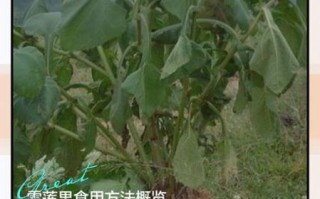 雪莲果血糖高的人能吃吗_雪莲果升糖指数是多少