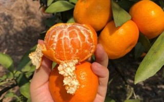 蜜桔图片怎么拍好看_蜜桔图片拍摄技巧