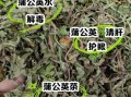 婆婆丁茶的功效与作用_婆婆丁茶能天天喝吗