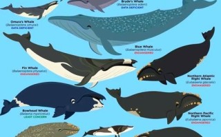 鲸鱼是不是鱼类_鲸鱼属于哺乳动物吗