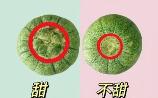 香瓜怎么挑选_香瓜什么时候成熟