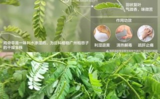 鸡骨草的功效与作用_鸡骨草有什么禁忌