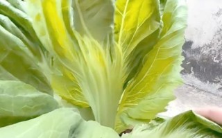 香芥菜是什么_香芥菜怎么吃