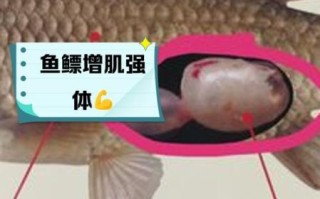 鱼鳔是什么东西_鱼鳔有什么作用