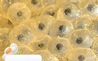 鱼卵最简单的做法大全_鱼卵怎么做好吃又简单