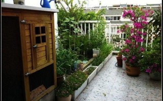 马兰头什么时候种_马兰头种植时间